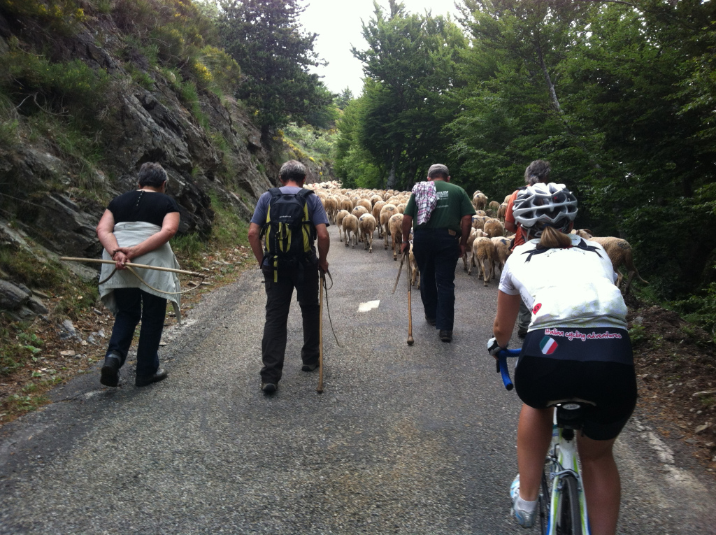 Tour de France Stage 6: A Little Ventoux – The Vicious Cycle